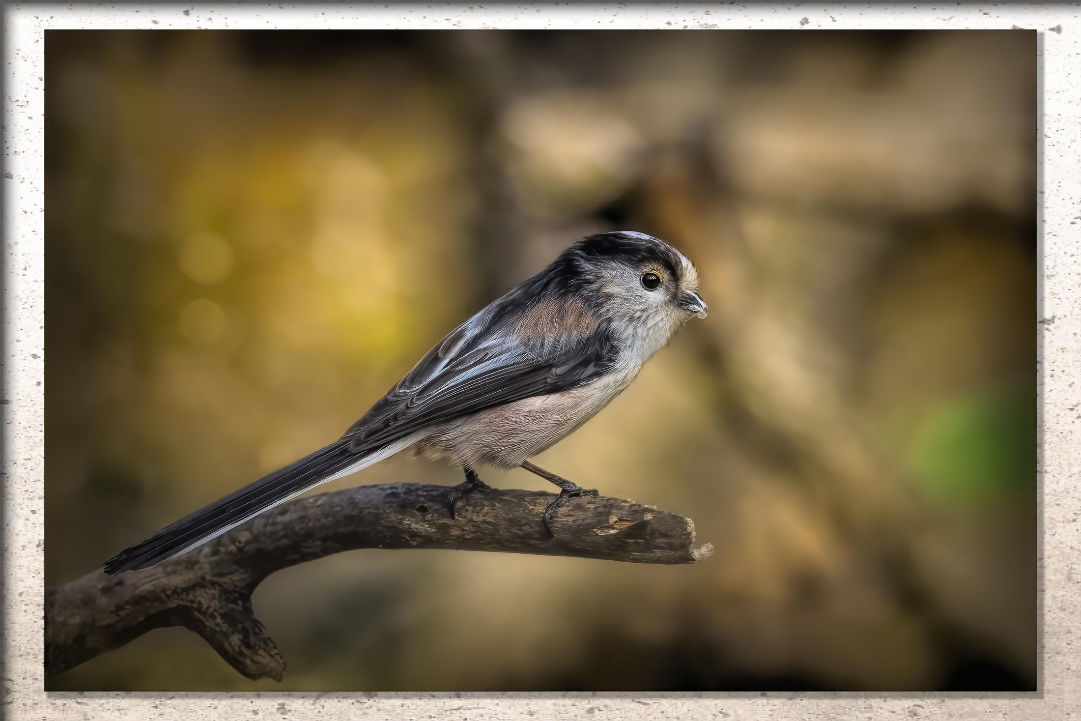 Codibugnolo | Lipu ODV